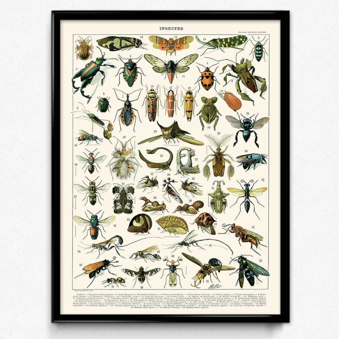 Insects Vintage Print 1 Insects Poster Insect Picture Insects Art ...