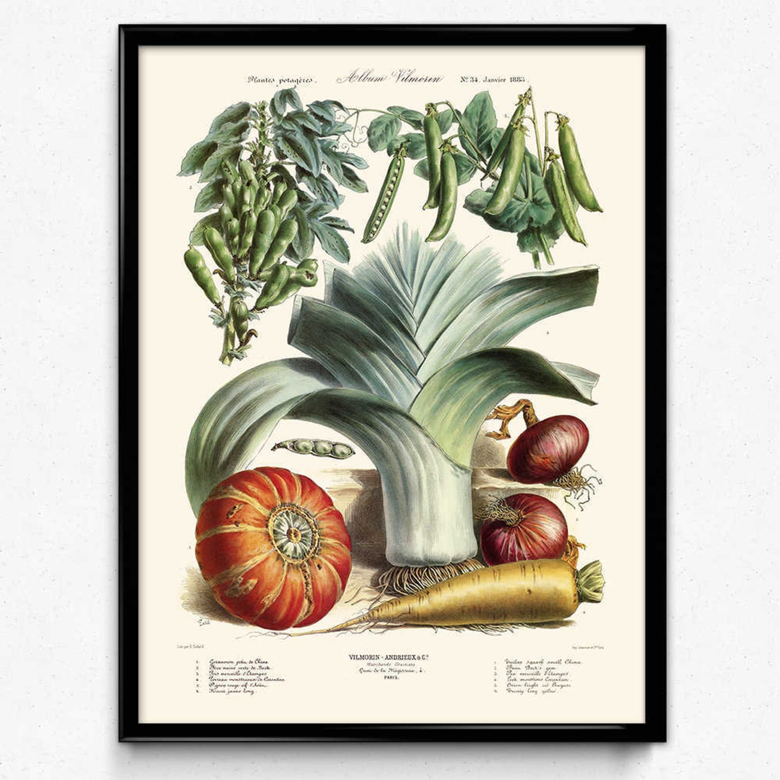 Vegetables Illustration Vintage Print 5 Vegetables Poster - Etsy