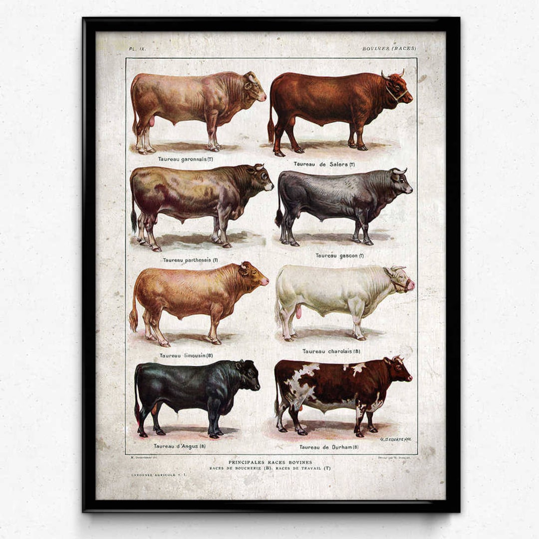 Koeienrassen Vintage Print 2 Koeposter Koekunst Koefoto Koeillustratie ...