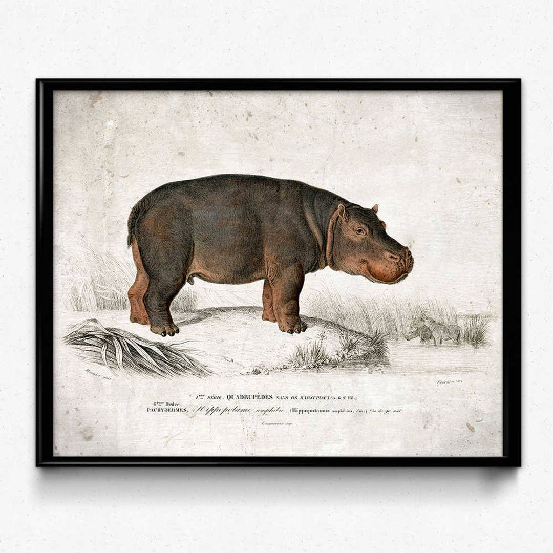 Hippo Vintage Print Hippo Poster Hippo Art Hippo Picture - Etsy