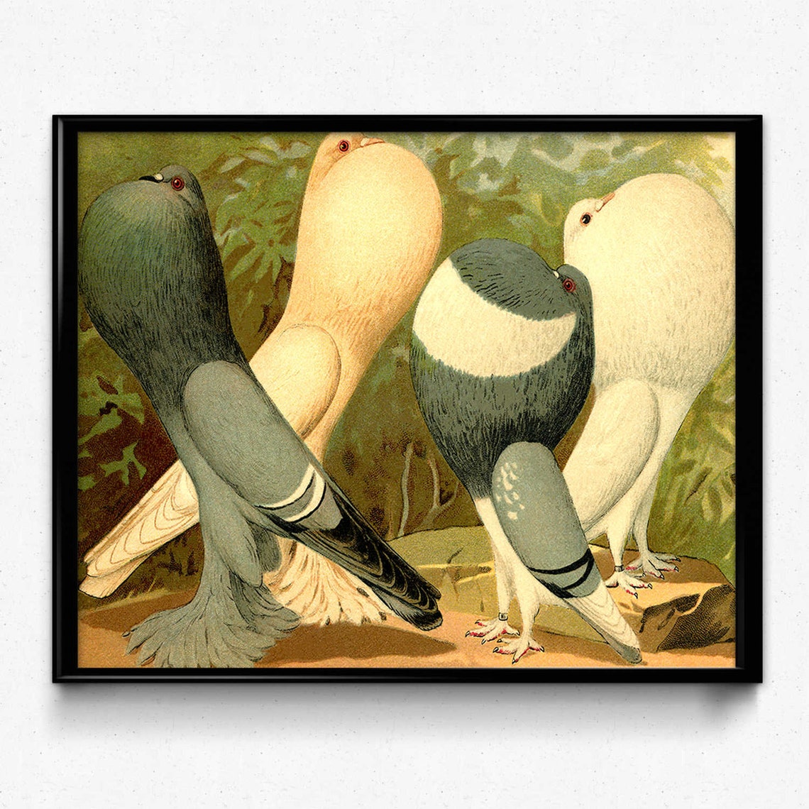 Pigeons Vintage Print Set of 4 Bird Poster Bird Art Bird - Etsy