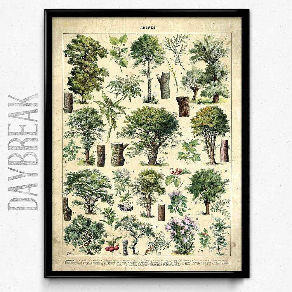 Trees Illustration Vintage Print 3 Trees Poster Trees Art | Etsy