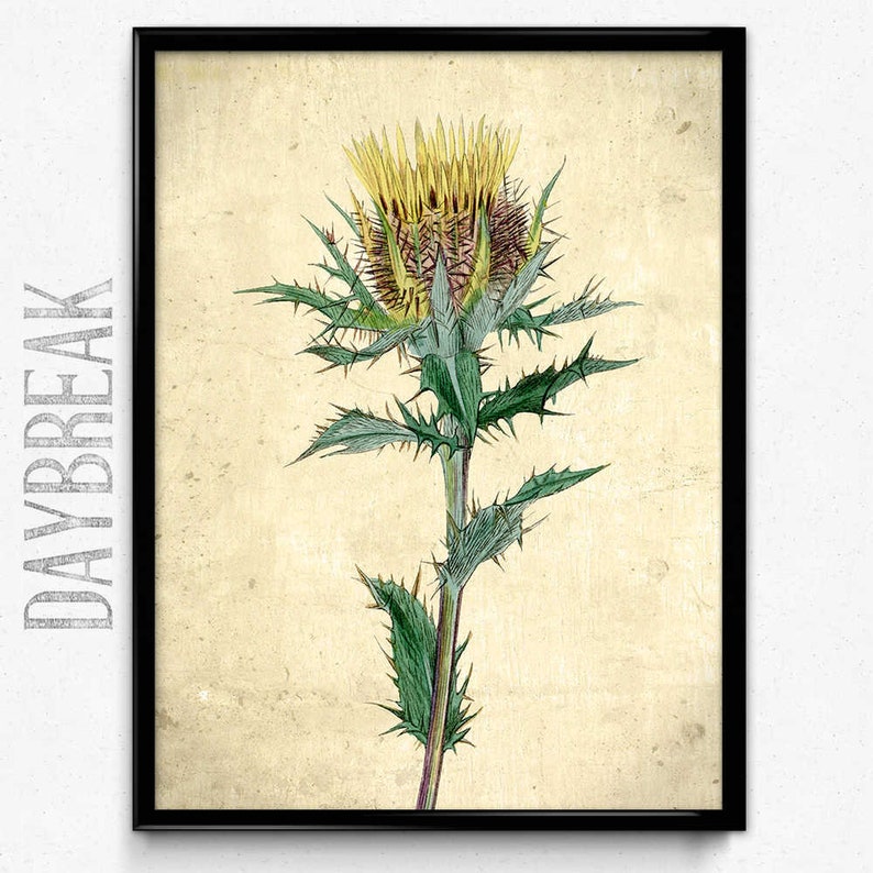 Yellow Thistle Vintage Print Thistle Poster Botany Art - Etsy