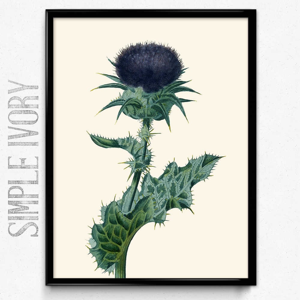 Purple Thistle Vintage Print Thistle Poster Thistle Art - Etsy