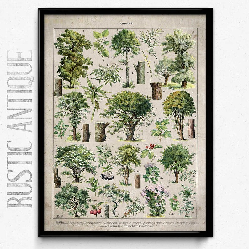 Trees Illustration Vintage Print 3 Trees Poster Trees Art - Etsy