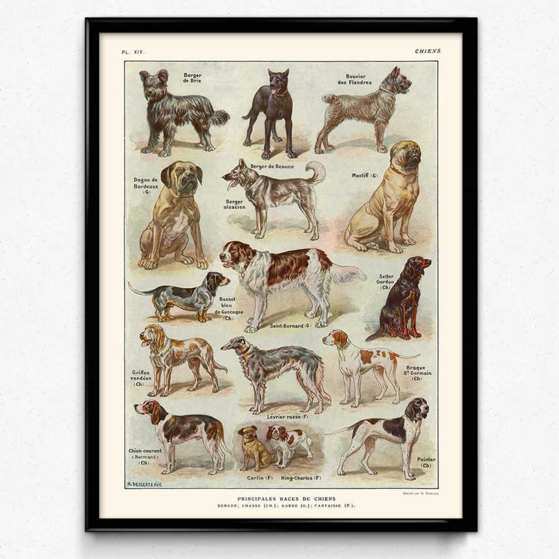Dogs Breeds Vintage Print 1 Dogs Poster Dogs Art Dog | Etsy