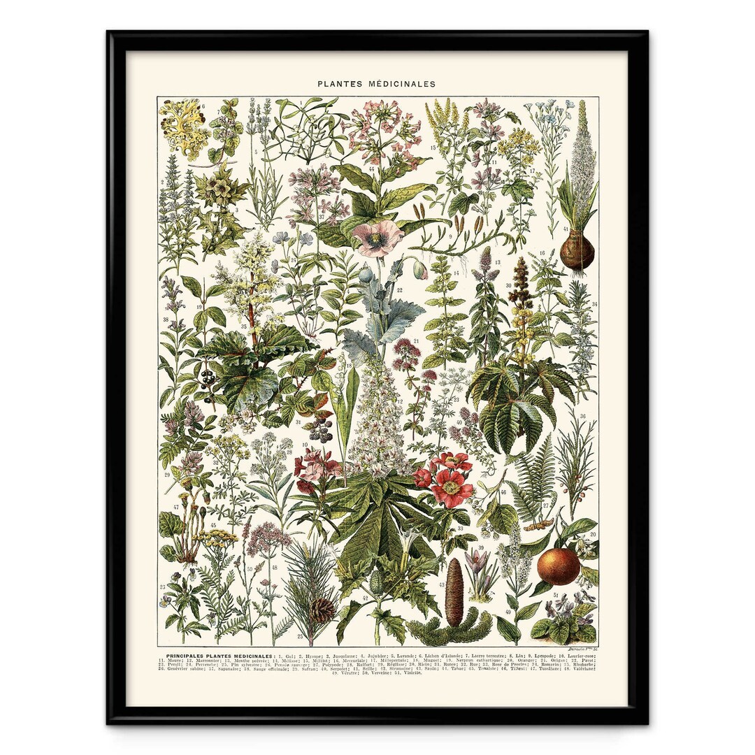 Medicinal Plants Illustration Vintage Print 2 Medical Herbs Poster Art ...
