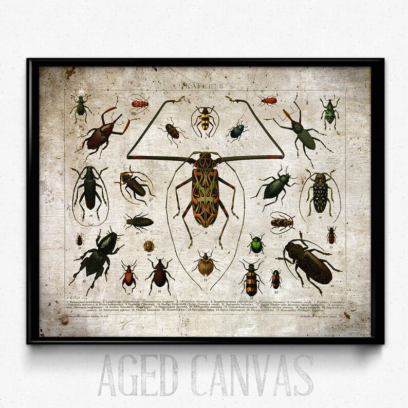 Beetles Vintage Print 3 Insects Poster Insect Picture | Etsy