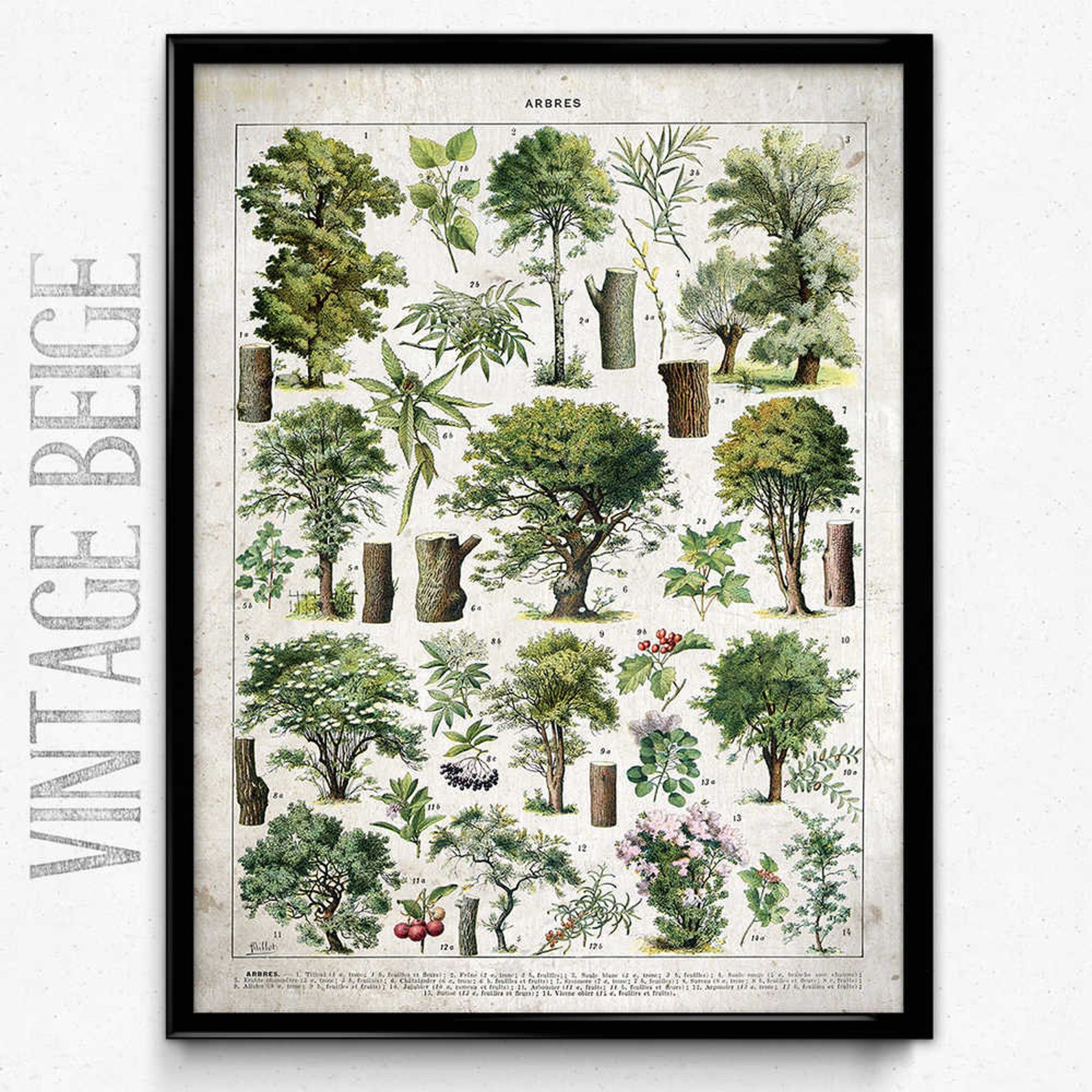 Trees Illustration Vintage Print 3 Trees Poster Trees Art | Etsy