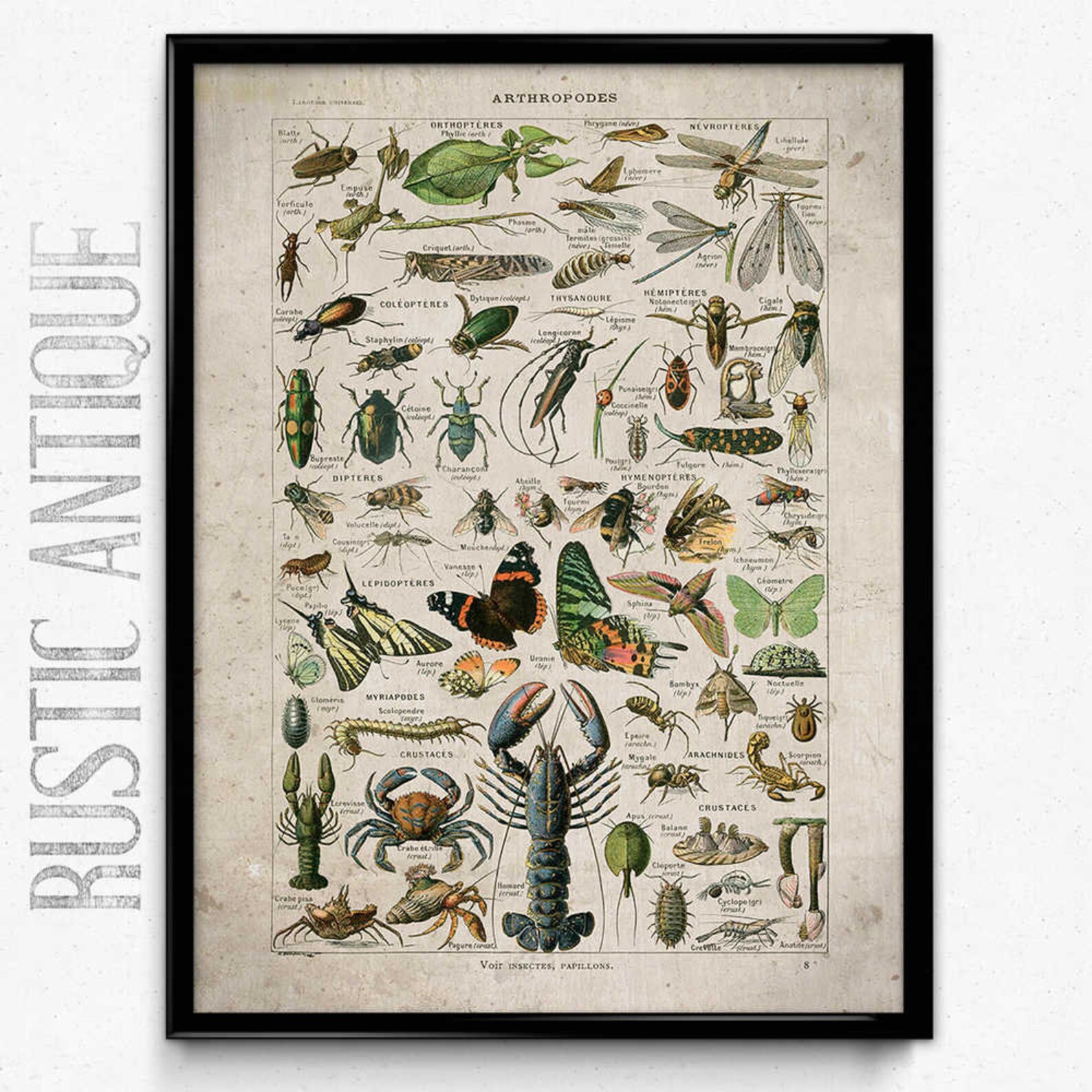 Insects Vintage Print 4 Insects Poster Insect Picture - Etsy