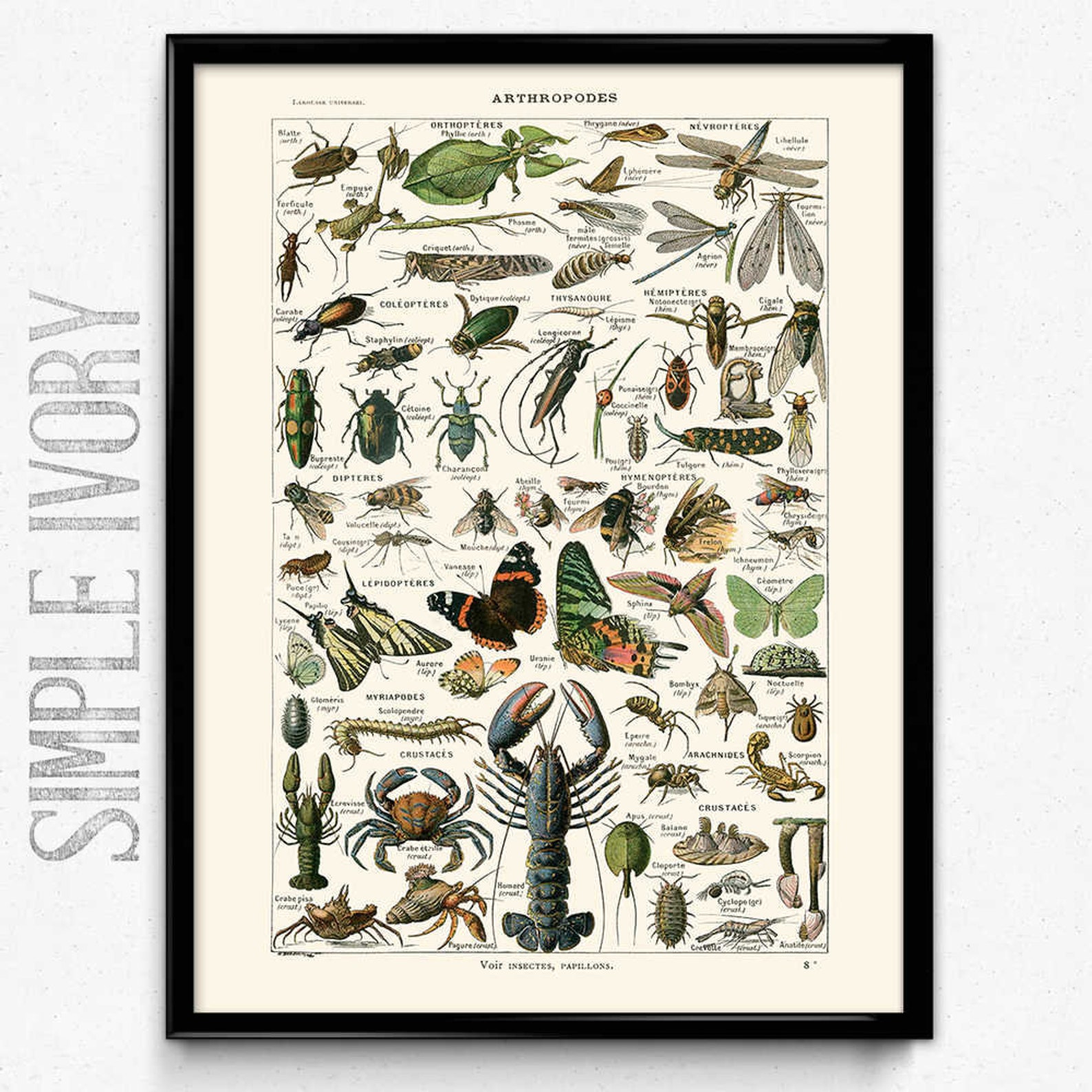 Insects Vintage Print 4 Insects Poster Insect Picture - Etsy