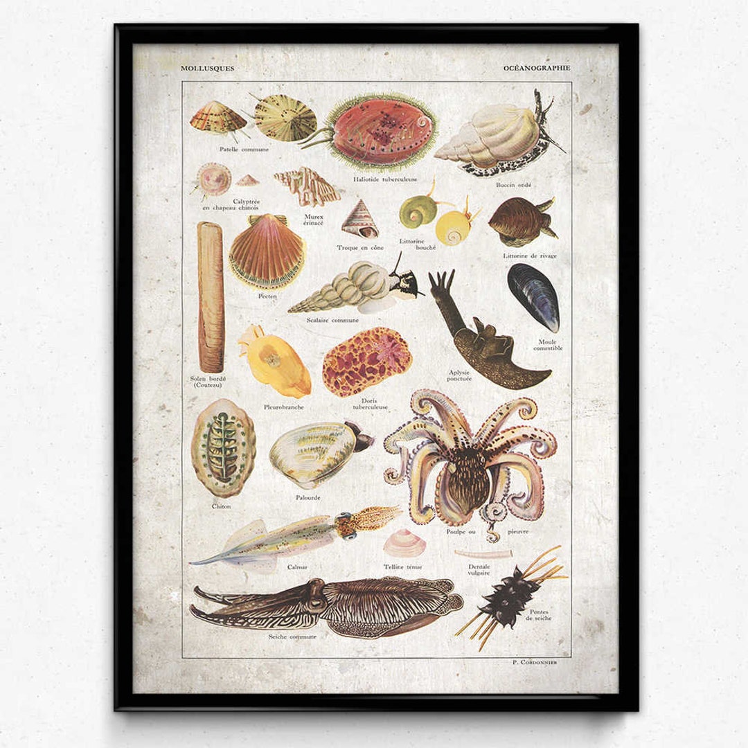 Mollusks Fish Vintage Print 19 Fish Poster Fish Art Home Decor Home Art ...