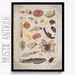Mollusks Fish Vintage Print 19 Fish Poster Fish Art Home Decor Home Art ...