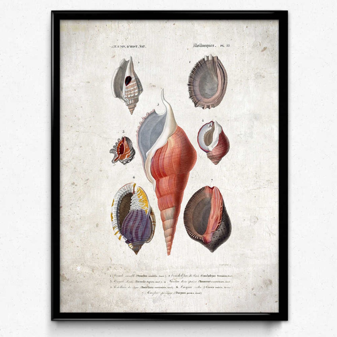 Seashell Vintage Print 4 Antique Sea Shell Illustration Marine Wall Art ...