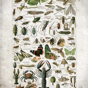 Insects Vintage Print 4 Insects Poster Insect Picture Insects Art ...