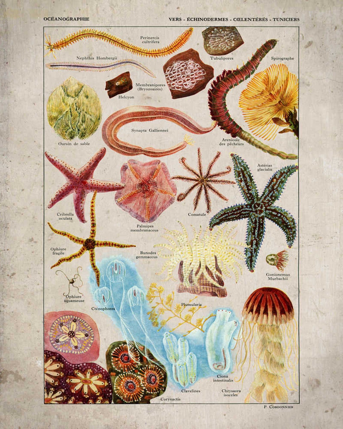 Starfish Vintage Print 20 Fish Poster Fish Art Home | Etsy