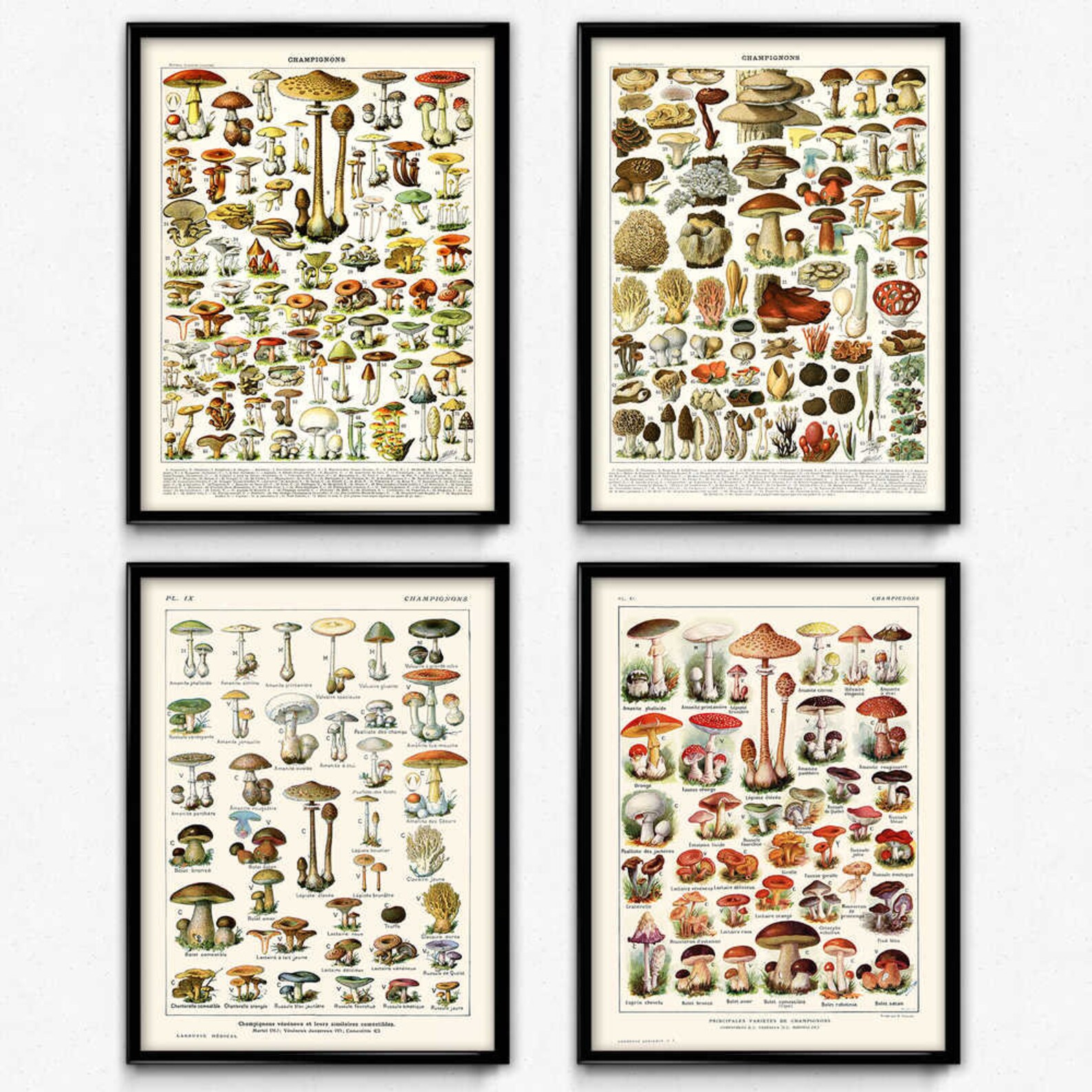 Mushroom Vintage Print Set of 4 1 Mushroom Poster - Etsy