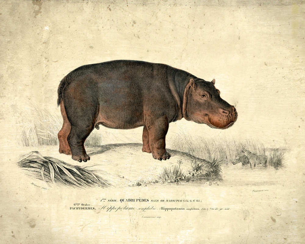 Hippo Vintage Print Hippo Poster Hippo Art Hippo Picture - Etsy