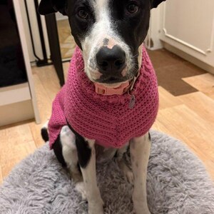 Cora Dog Sweater Crochet Pattern - Beginner Friendly Pattern in 7 Sizes ...