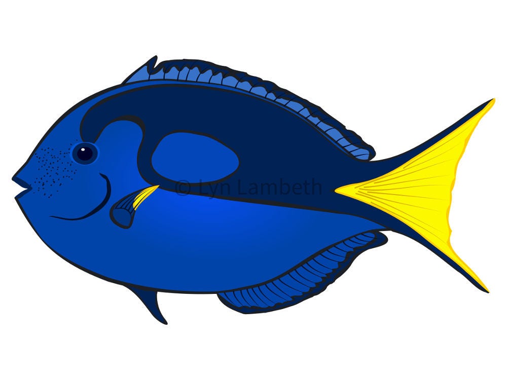 Blue Tang Fish Drawing