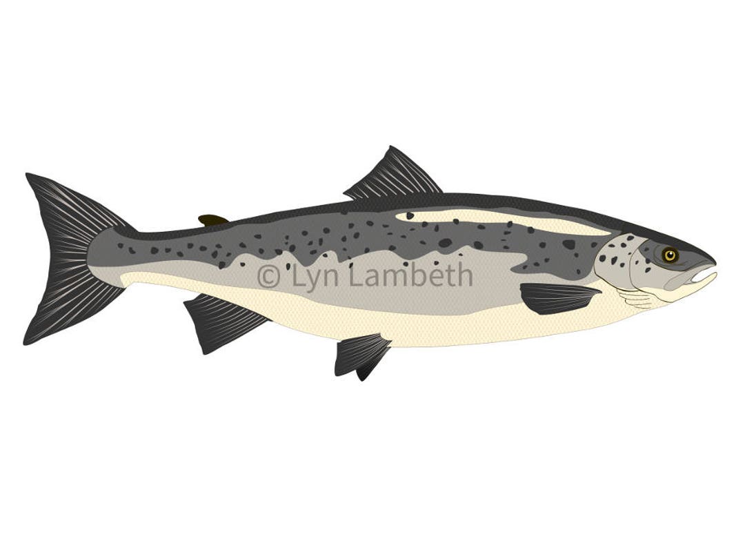 Atlantic Salmon Digital Illustration Instant Download Hand - Etsy