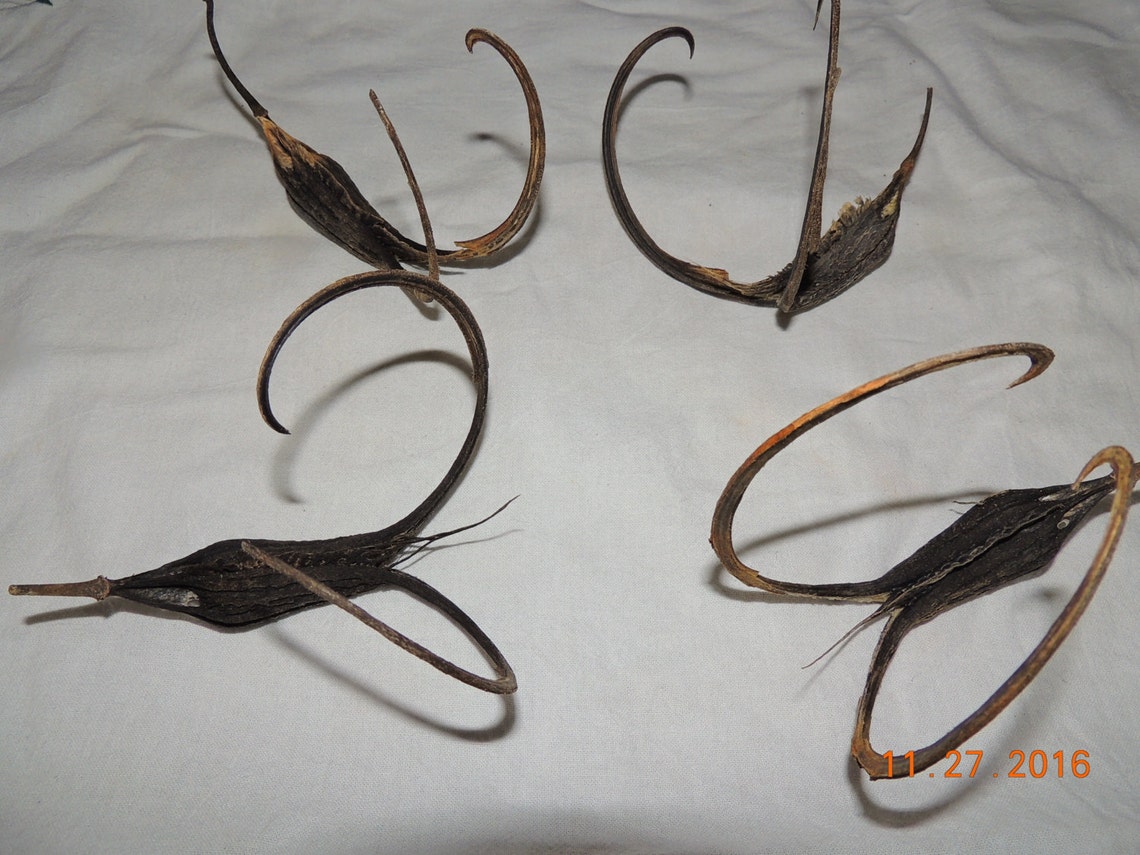 Devil's Claw Seed Pods - Etsy