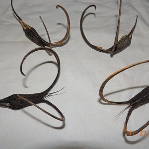 Devil's Claw Seed Pods - Etsy