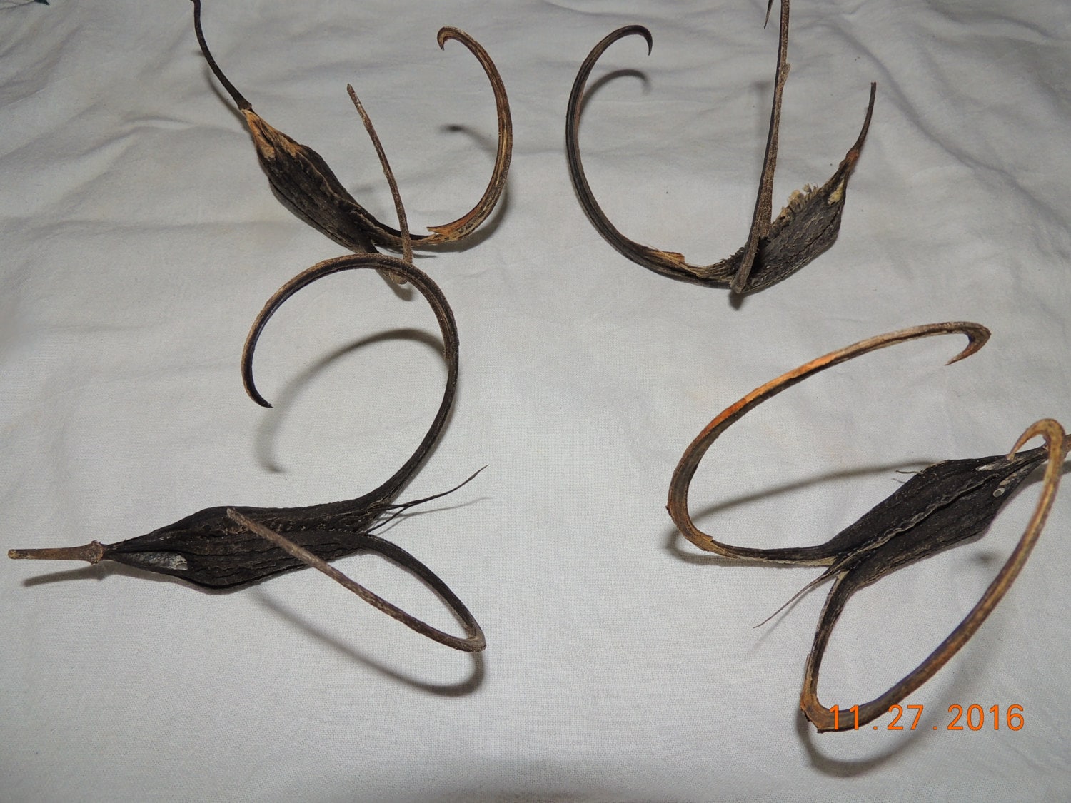 Devil's Claw Seed Pods - Etsy