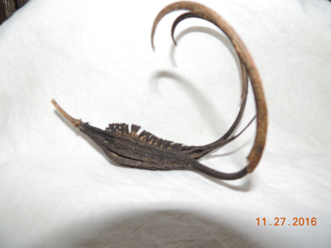 Devil's Claw Seed Pods - Etsy