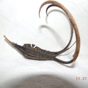 Devil's Claw Seed Pods - Etsy