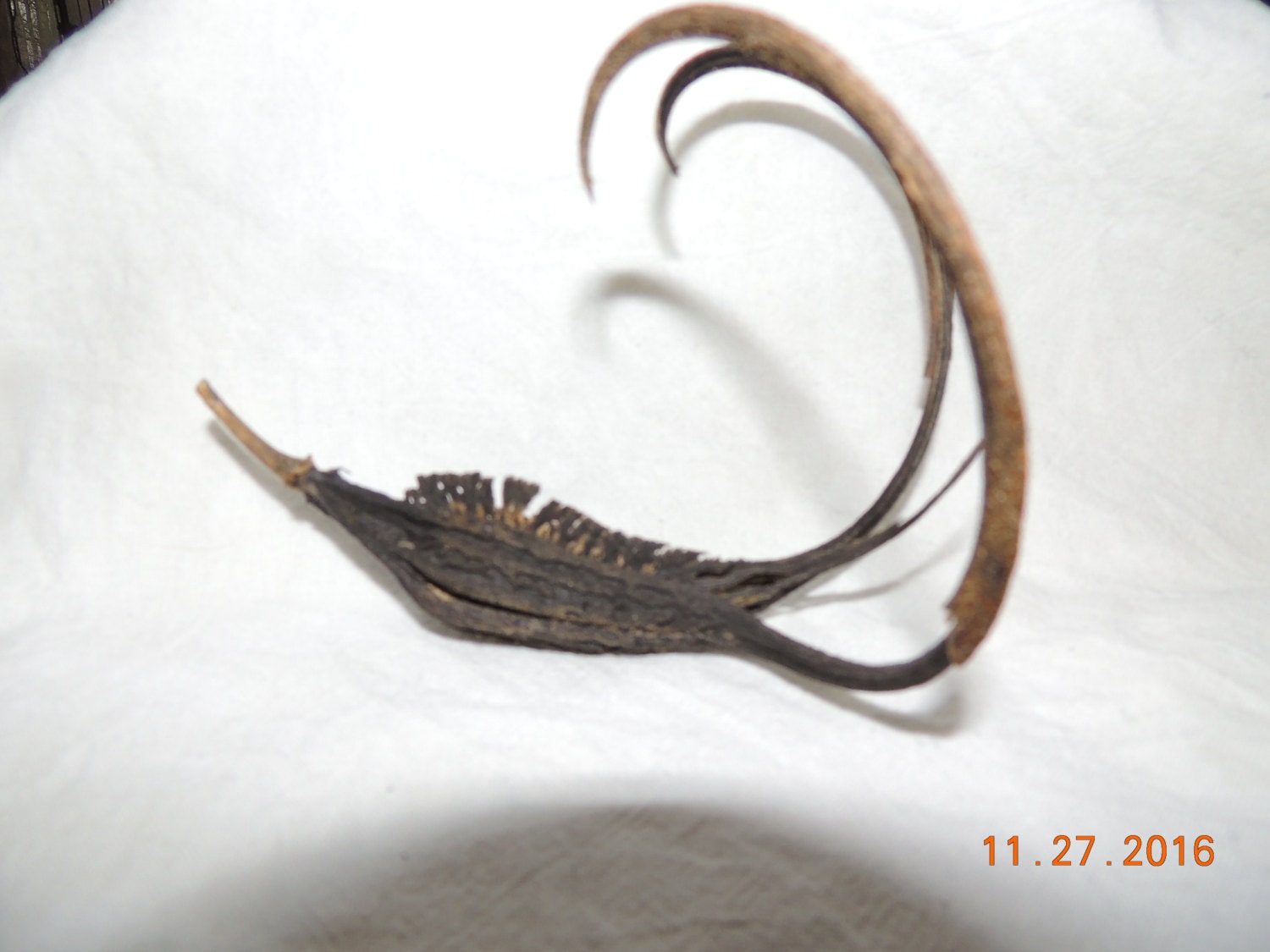 Devil's Claw Seed Pods - Etsy