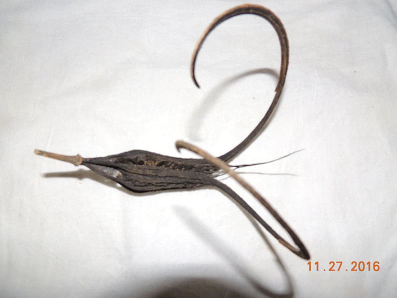 Devil's Claw Seed Pods - Etsy