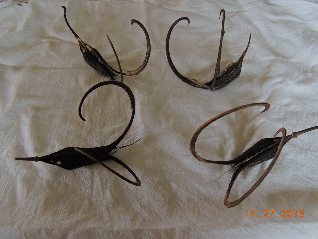 Devil's Claw Seed Pods - Etsy