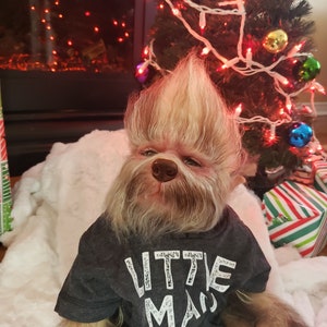 Lucian Kane Hybrid Werepup, Simon Laurens, Werewolf Puppy, Fantasy ...