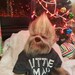 Lucian Kane Hybrid Werepup, Simon Laurens, Werewolf Puppy, Fantasy ...