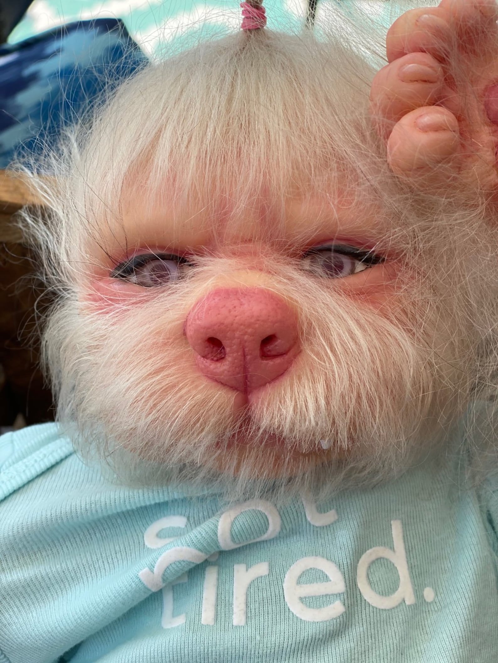 Lucian Kane Hybrid Werepup Simon Laurens Werewolf Puppy - Etsy Canada