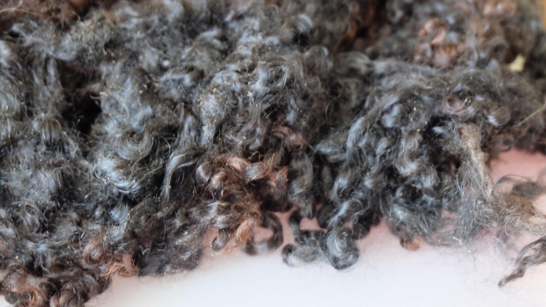 40 Grams of Curls From the Black-brown Wensleydale Sheep, Doll Hair ...
