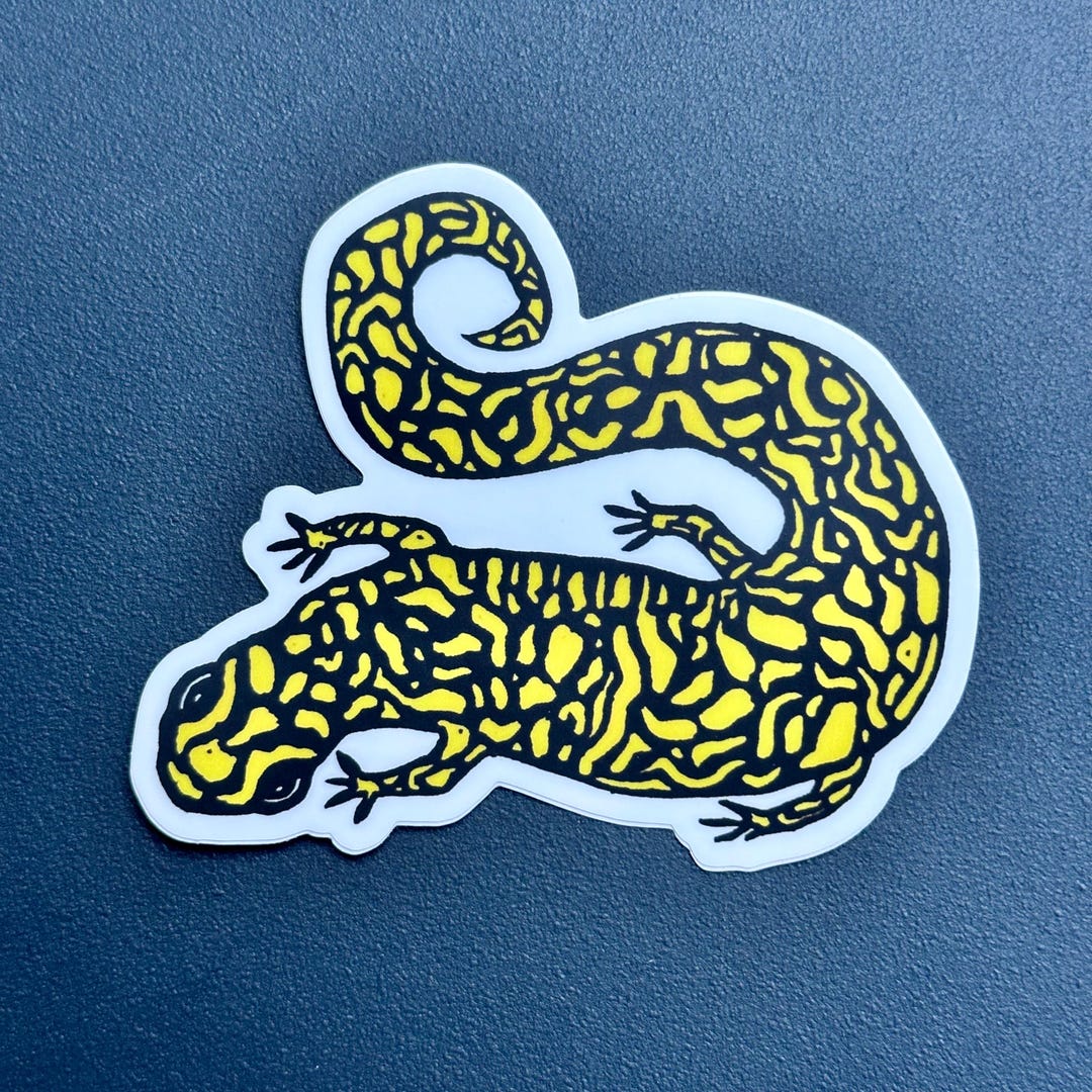 Eastern Tiger Salamander Sticker | in Color | Vinyl Decal | Water-proof ...