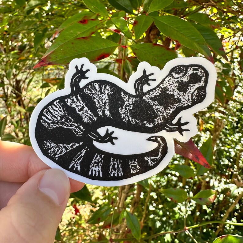 Marbled Salamander Sticker | Linocut Sticker | Vinyl Decal | Water ...