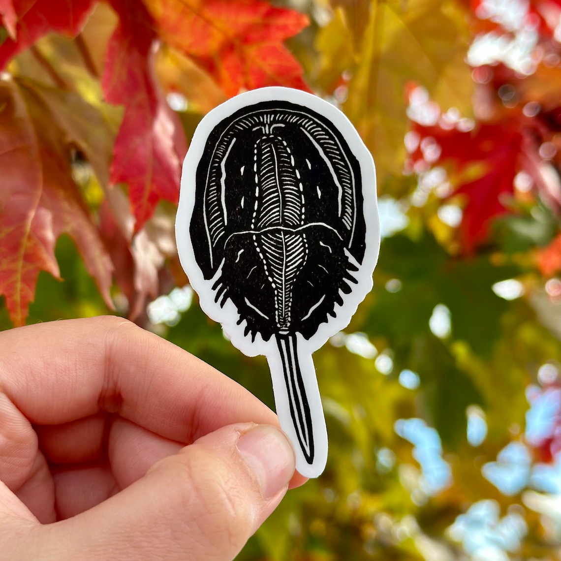 Atlantic Horseshoe Crab Sticker | Vinyl Decal | Water-proof Sticker | 1 ...