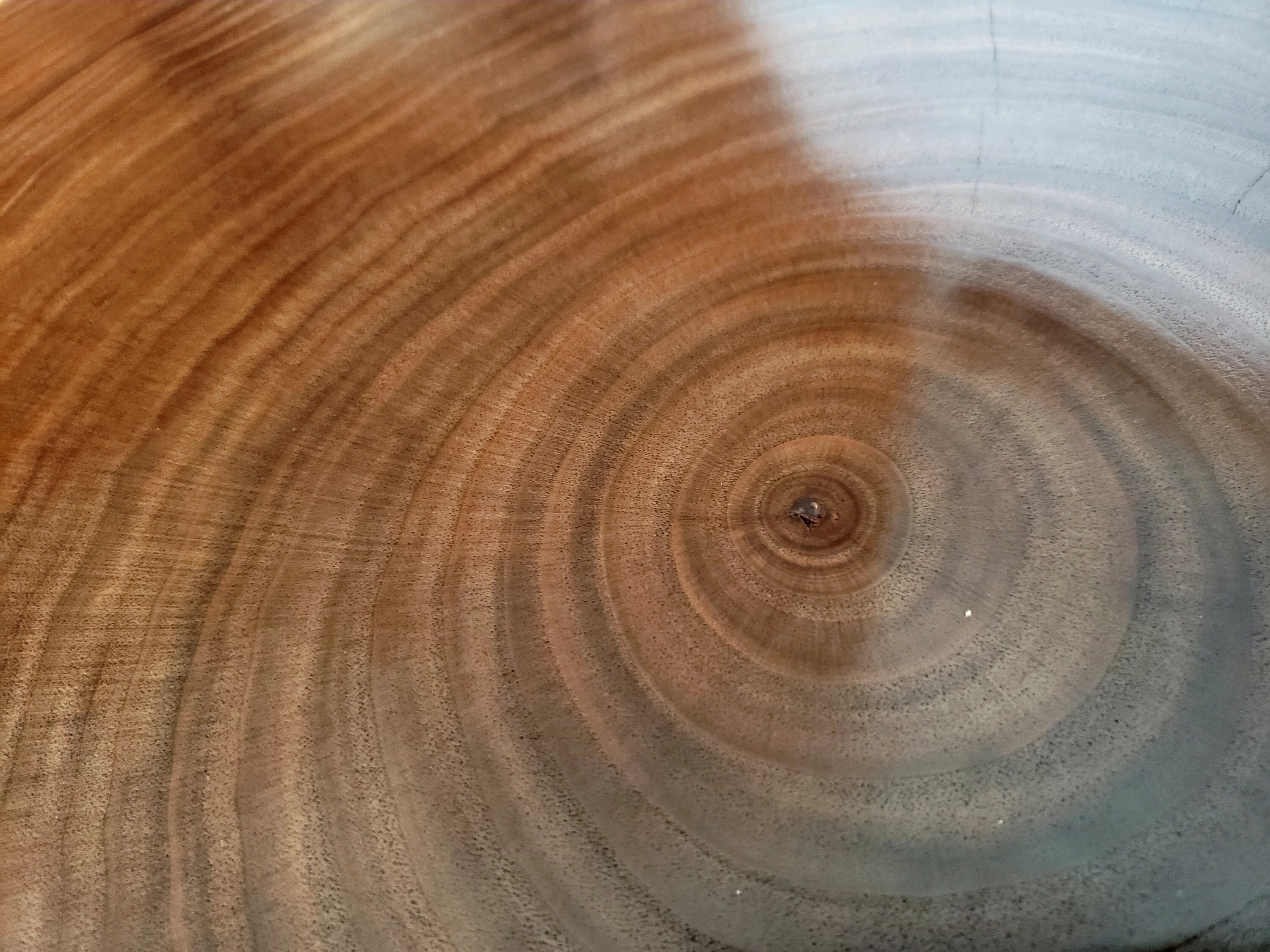 Large Black Walnut / Large Tree Slice / Cake Stand / Charcuterie ...