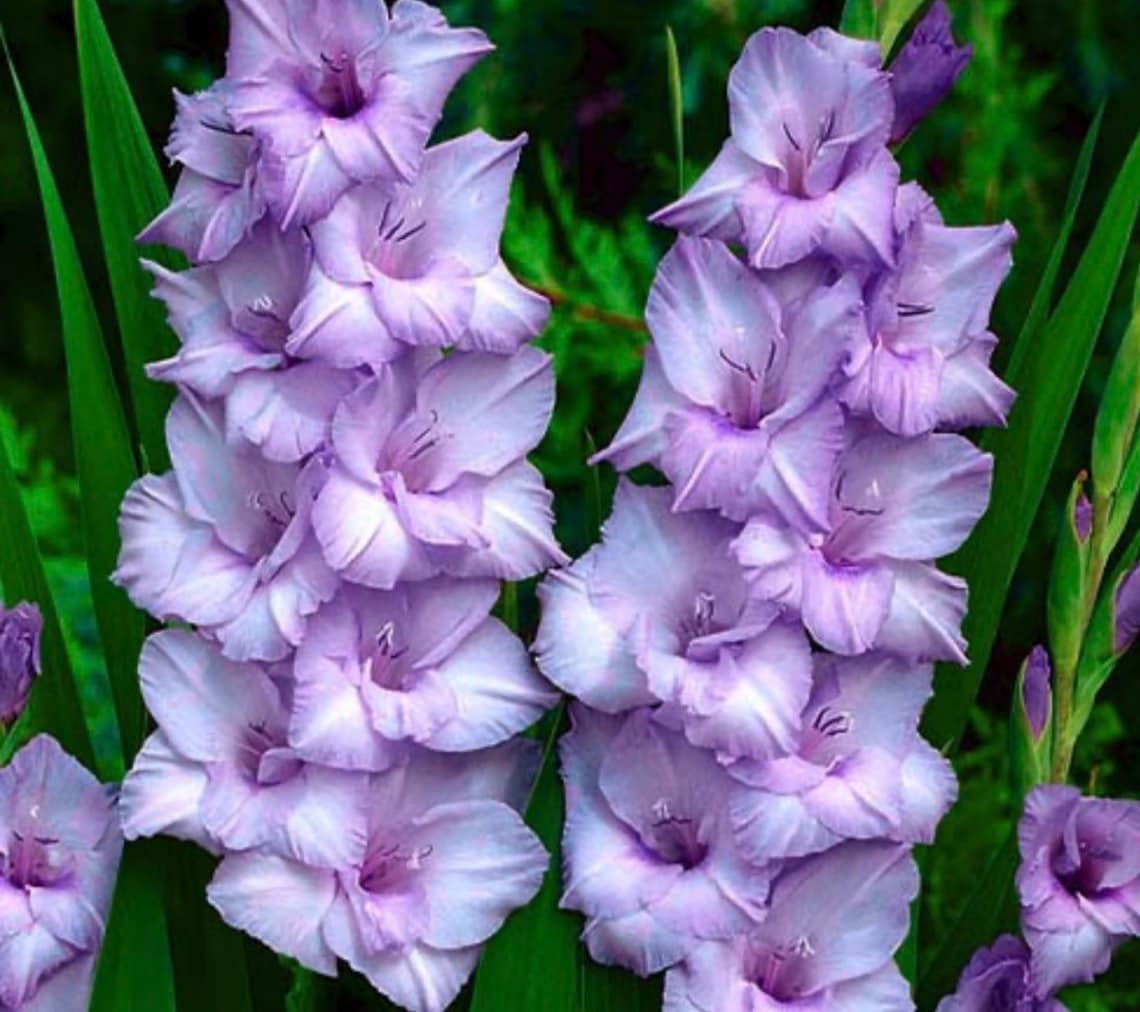 Gladiolus 'Blue Tropic' Lavender 30 Corms Bulbs Cut | Etsy