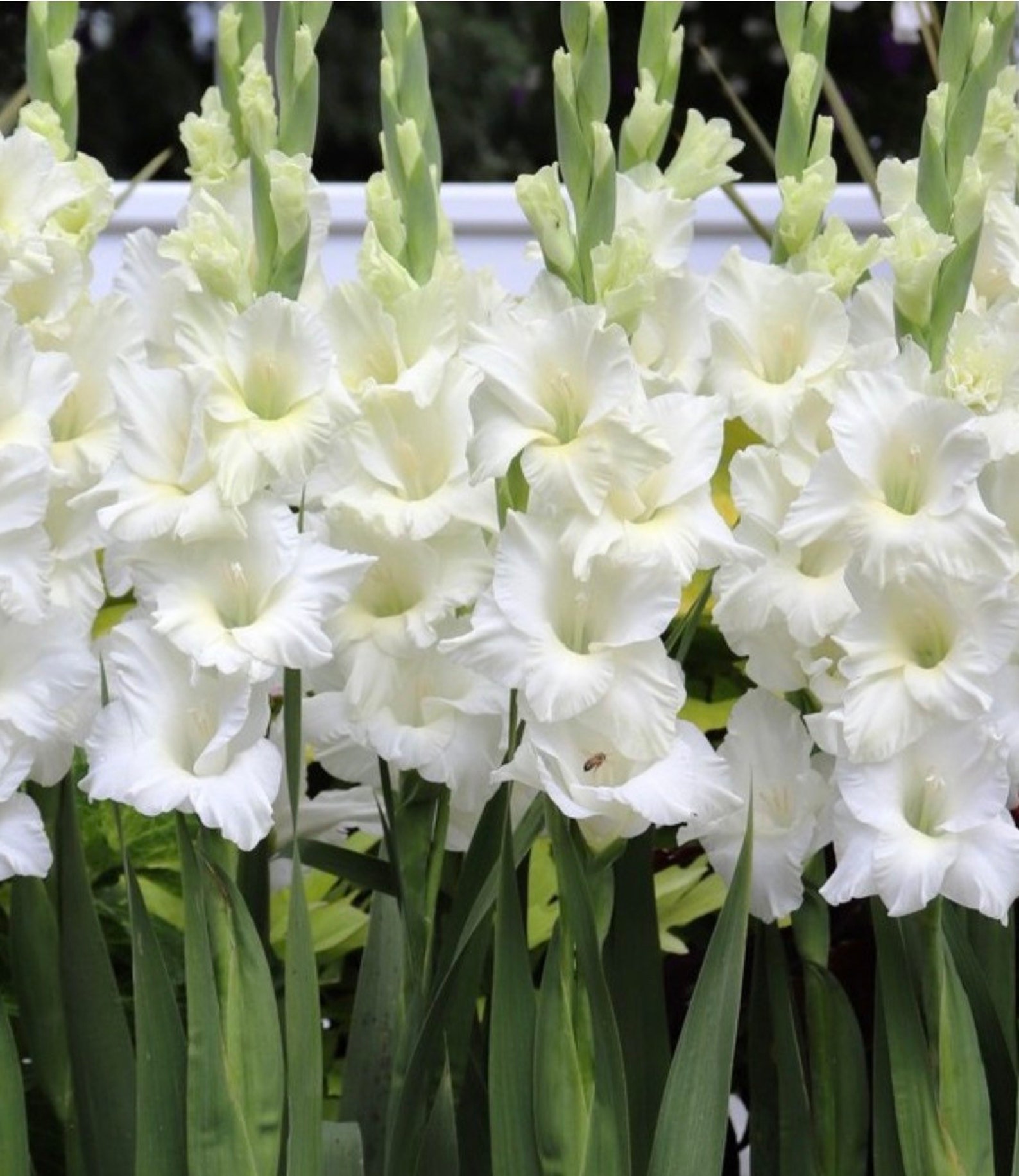 Gladiolus bulbs Snow 30 corms white specialty flowers | Etsy