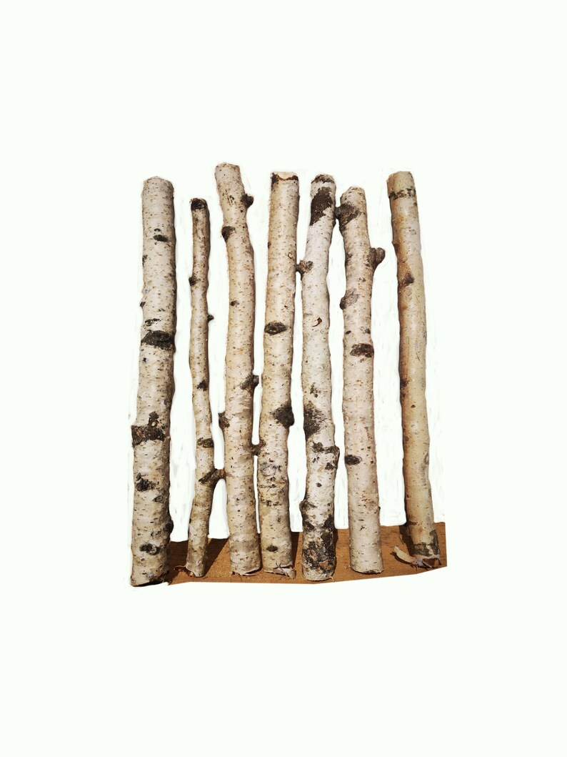 White Birch Sticks Small White Birch Logcraft - Etsy