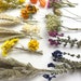 Dried Flower Craft Box, Dry Grasses and Flowers Box, Preserved Natural ...