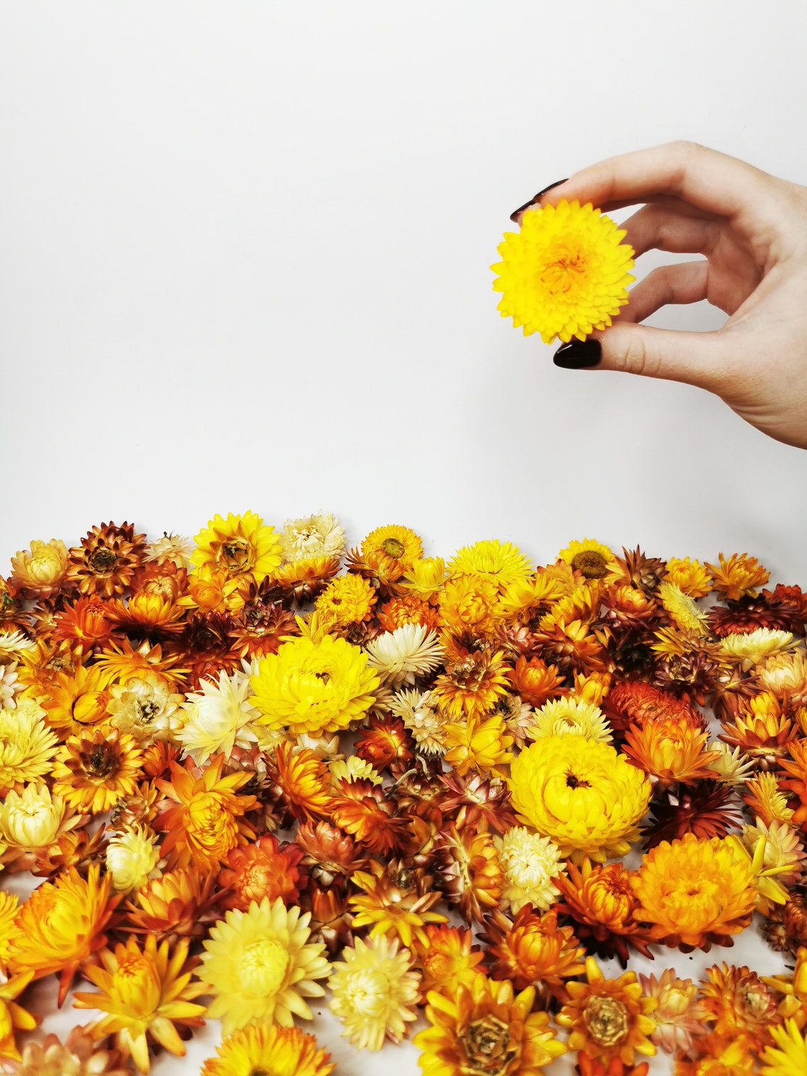 Box of Yellow Strawflowers, Dried Strawflowers, Dry Flowers, Dried Real ...