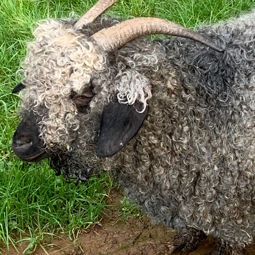Mohair Young Angora Goat Fleece-bi-color-cream and - Etsy