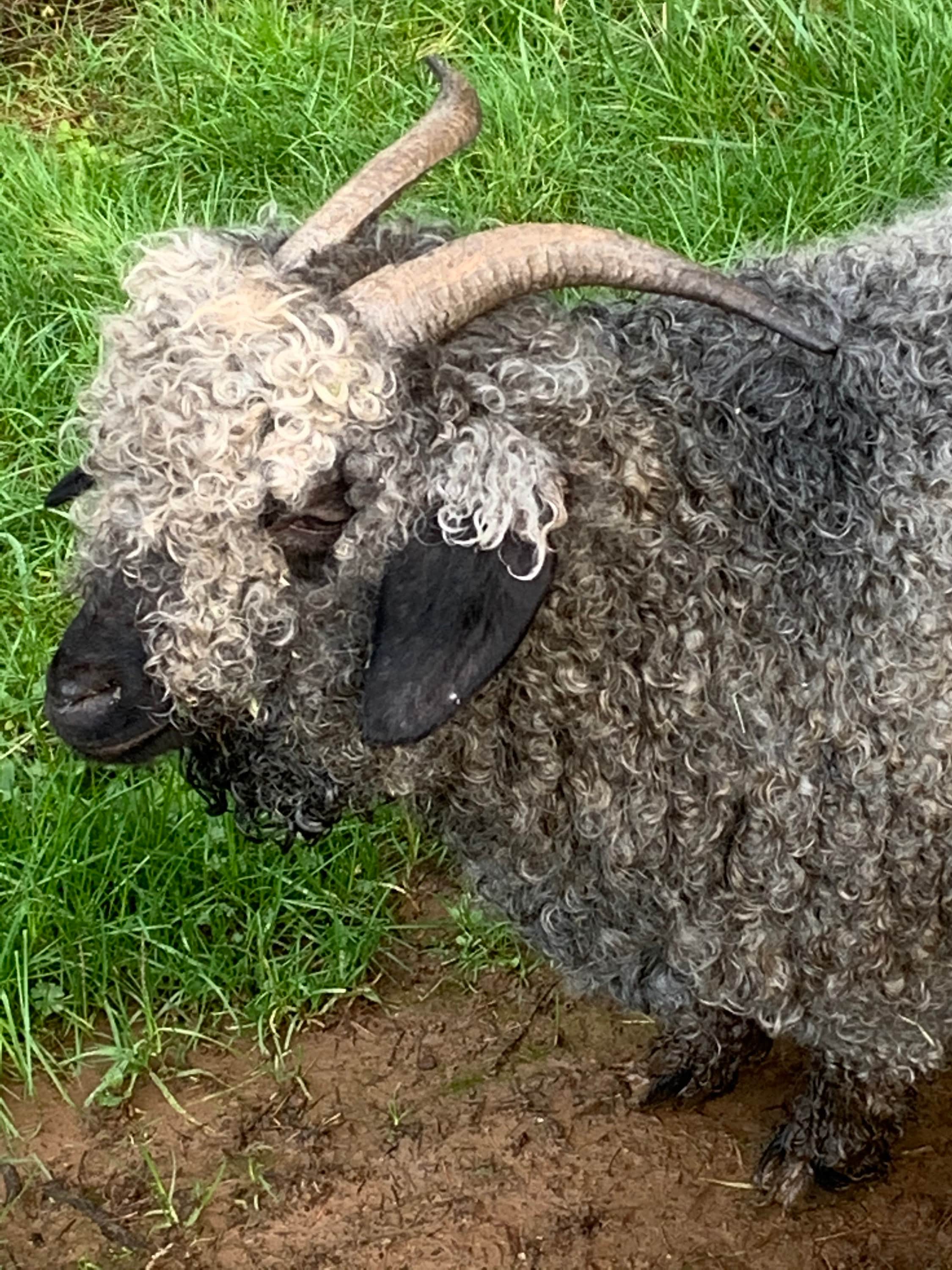 Black Angora Goat