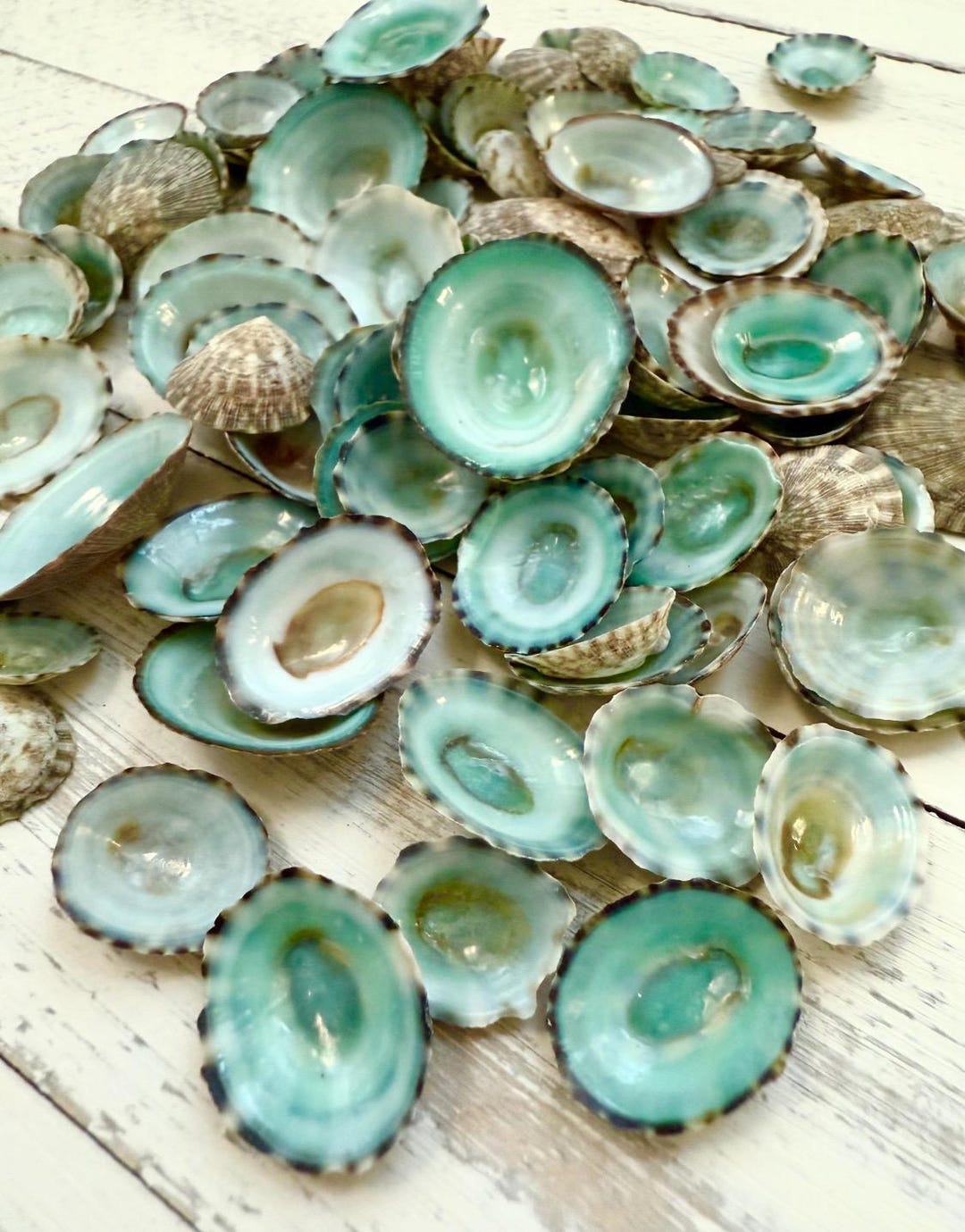 Beautiful Green Limpet Seashells - Etsy