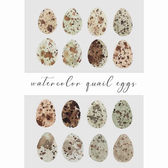 Watercolor Quail Eggs Clip Art Realistic Hand Painted | Etsy